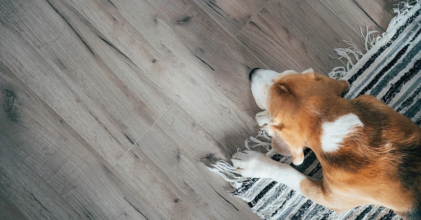 Kako odabrati pravu podlogu za laminat ili parket? | Pevex
