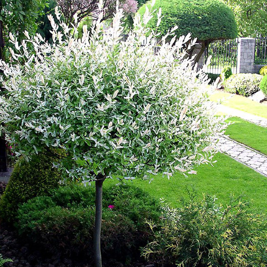 Vanjsko cvijeće Salix Falmingo 19 90K