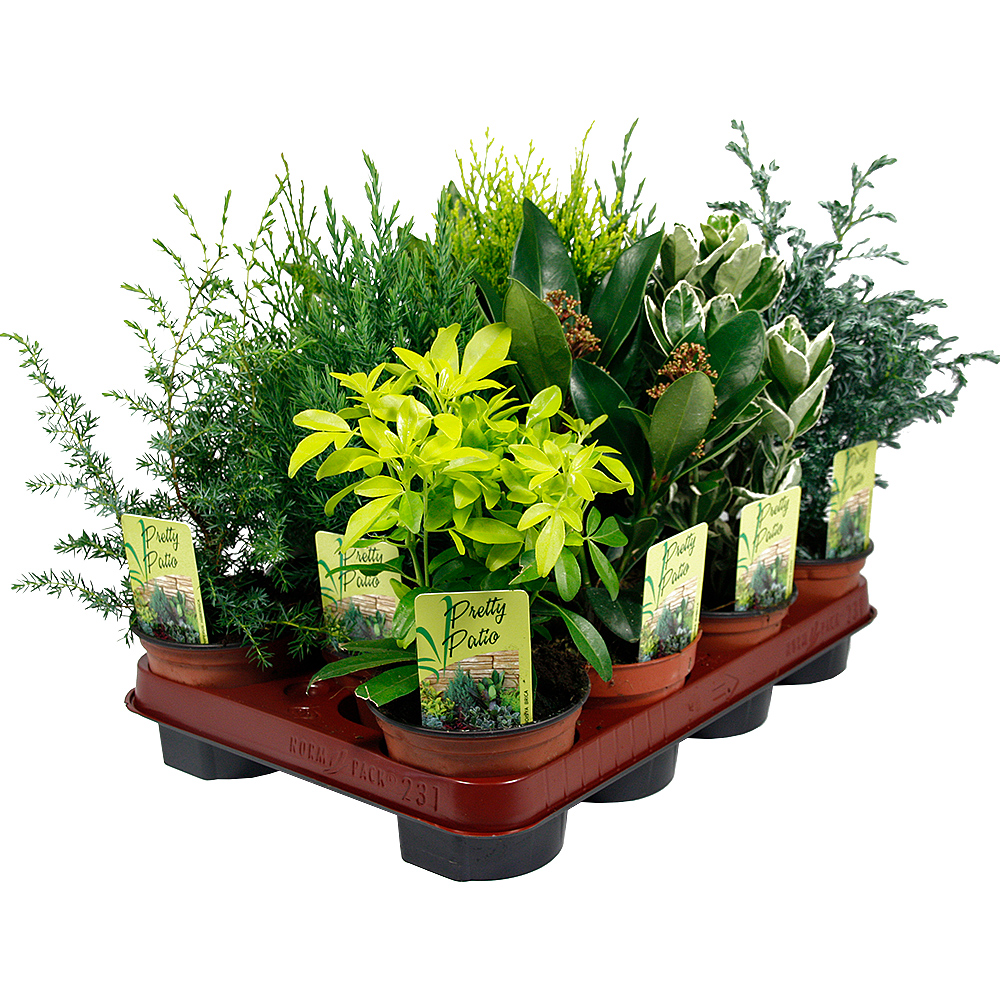 CVIJEĆE VANJSKO JESENJI MIX FI 12/25 K